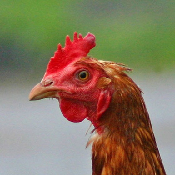 The Chicken Tax - EPautos - Libertarian Car Talk