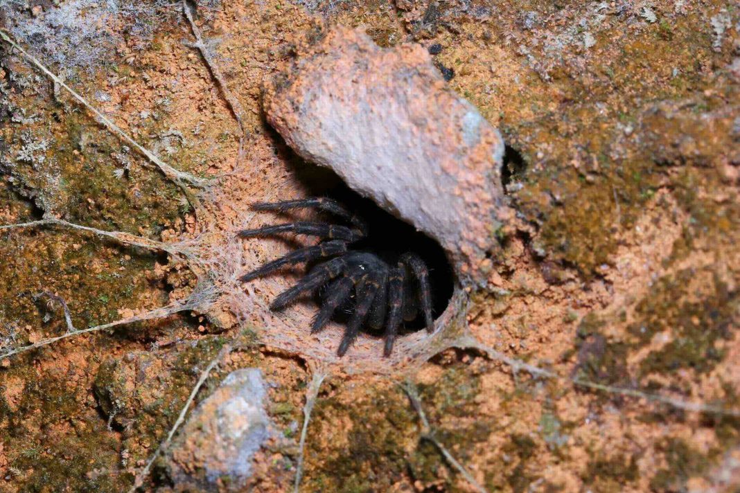 Trap Door Spider - EPautos - Libertarian Car Talk